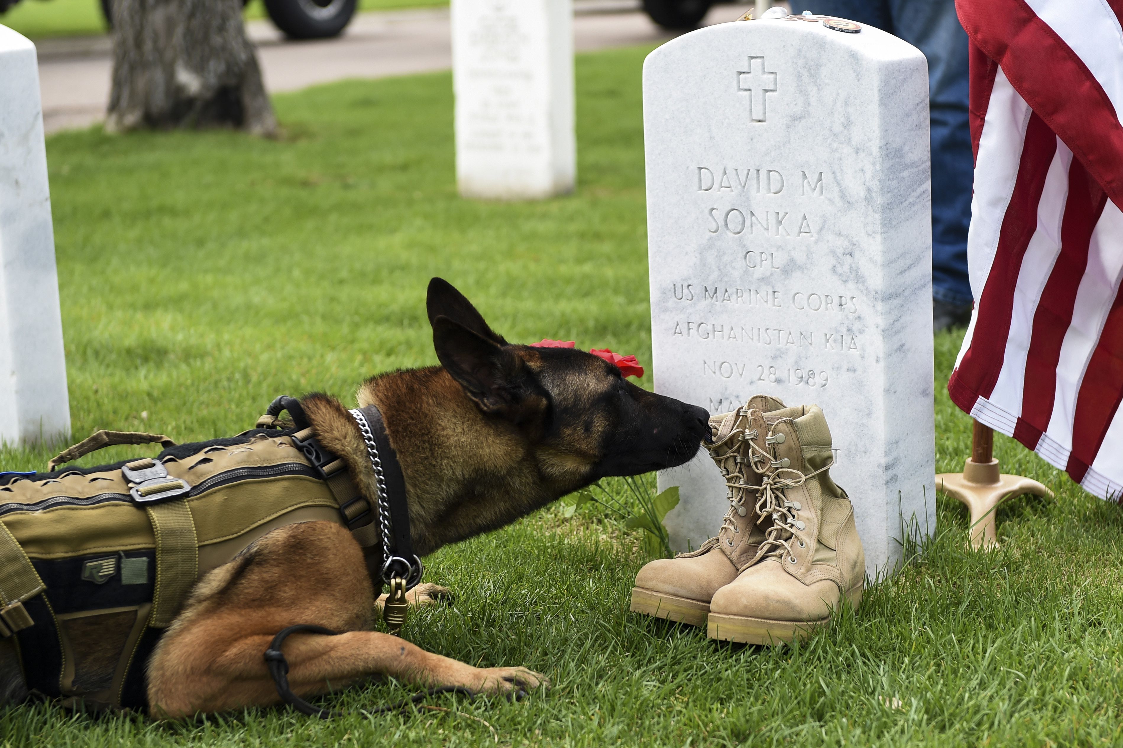 Fallen Soldier And Dog