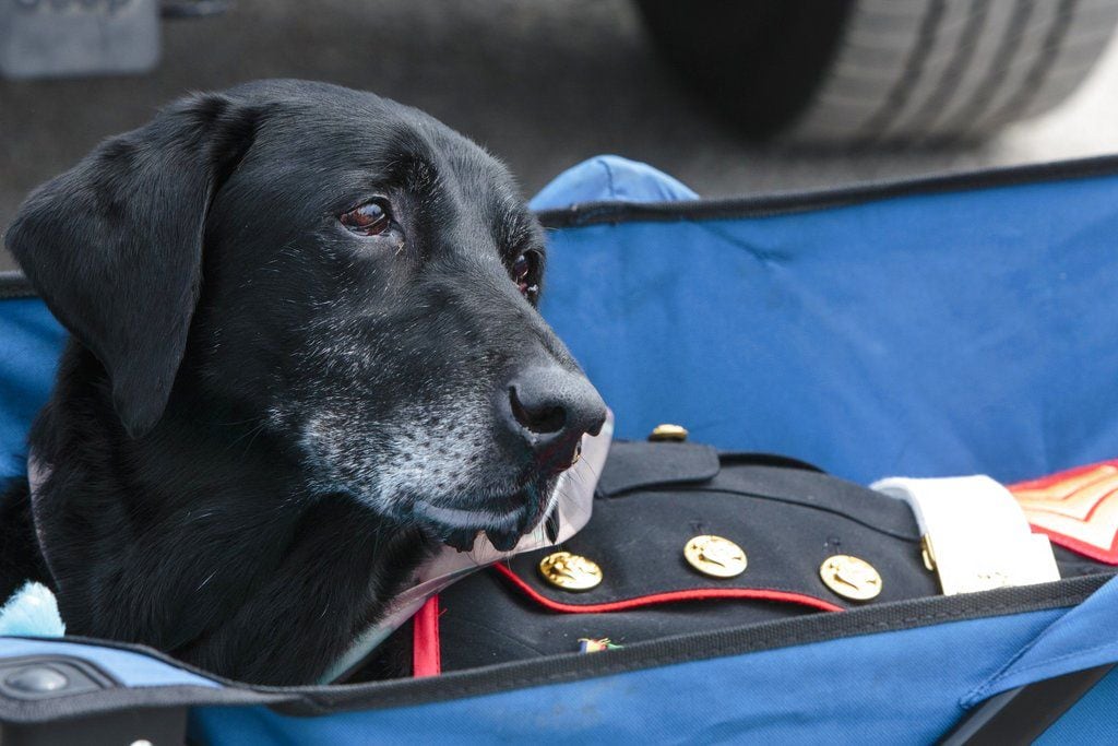 Cena, The Military Working Dog: A Final Farewell to a Hero – New and Tips