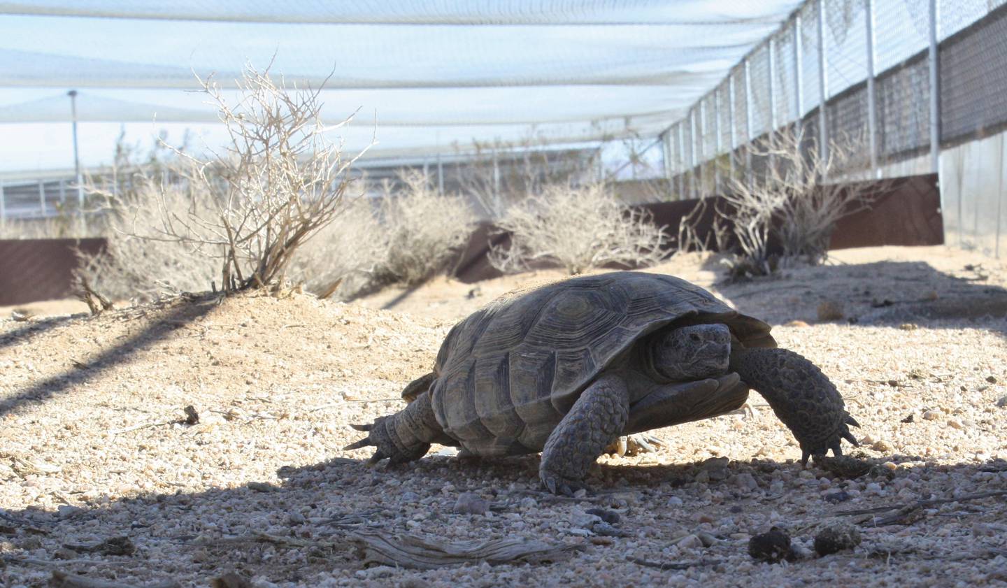 Marine Corps releases desert tortoise at California base