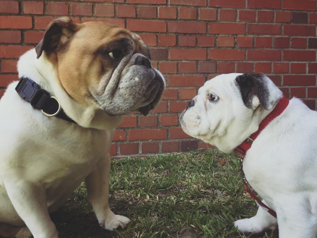 Bulldog puppy becomes Parris Island’s first female mascot