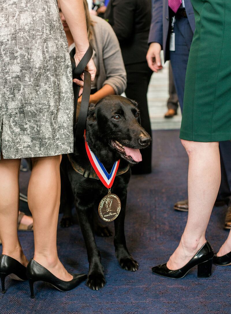 Two Marine Corps K-9s earn highest honor for military working dogs