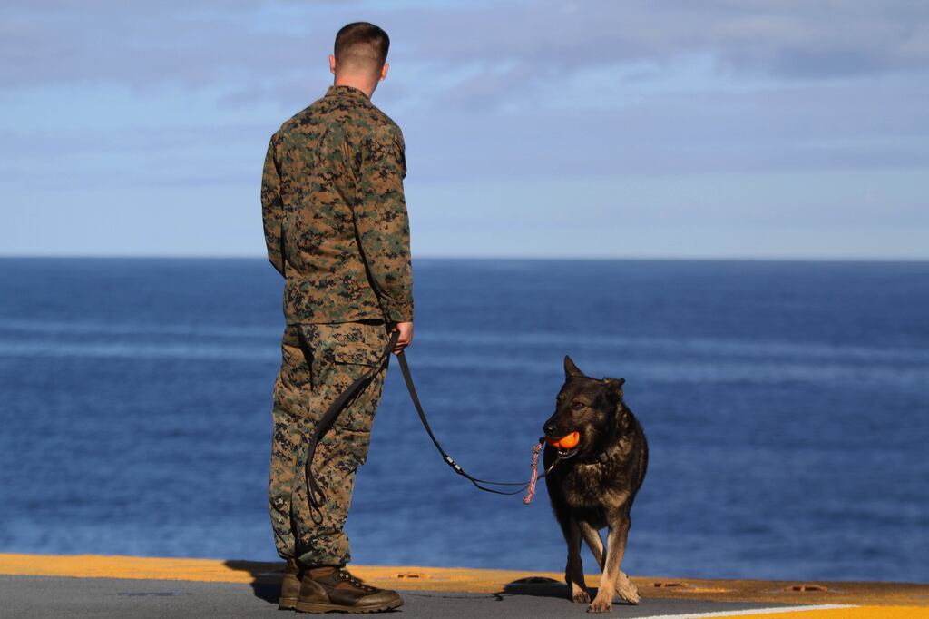 Working dogs are Marines' new 'force multiplier' on ships