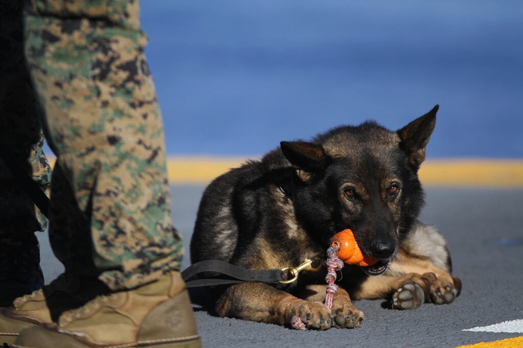Working dogs are Marines' new 'force multiplier' on ships