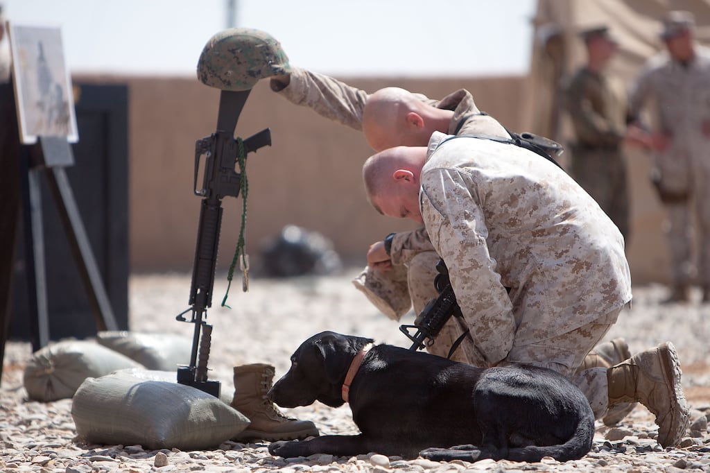 This top military working dog is a Purple Heart recipient with nearly ...